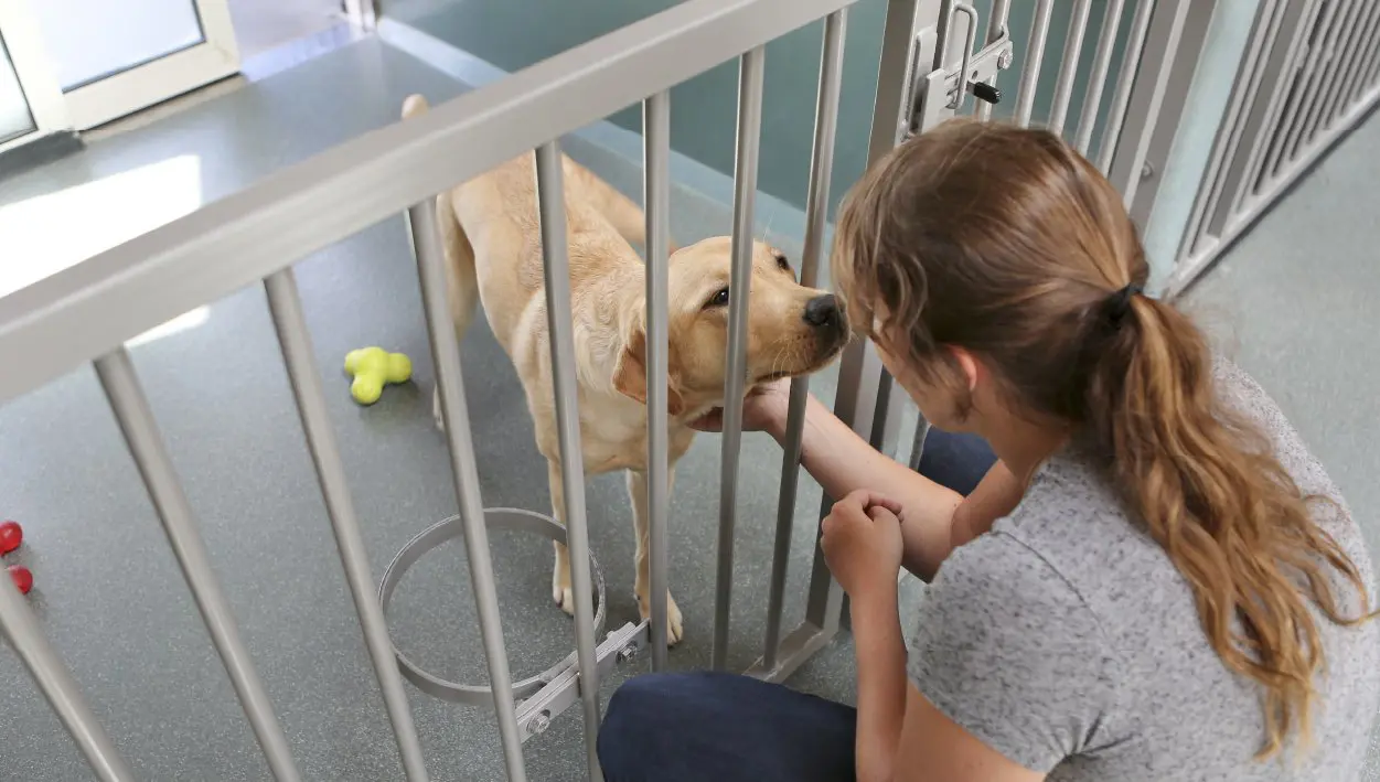Animal Services | Township of Severn